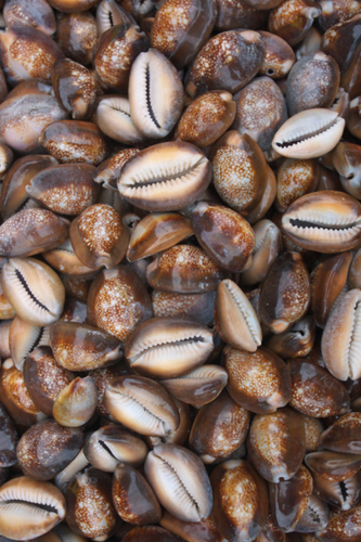 Cowrie Shells were used as currency within the Shang empire. In order ...