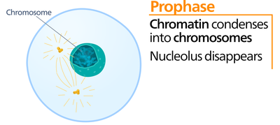 -First stage of cell duplication (mitosis)