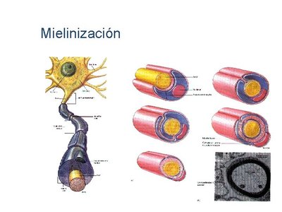 MIELINIZACIÓN