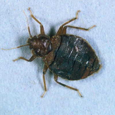 You're laying down in bed and you see a cockroach right next to you.