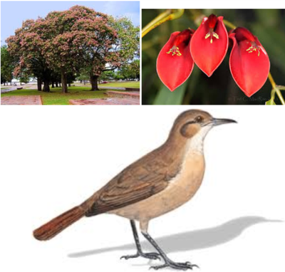 National tree-Ceibo & Red Quebracho Floral emblem-Ceibo flower National ...