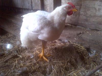 Chuck the One-Legged Chicken