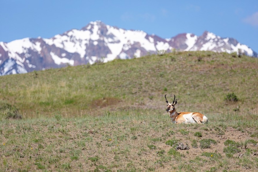 https://www.nps.gov/yell/learn/nature/greater-yellowstone-ecosystem.htm