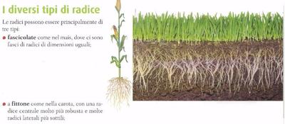 ABBIAMO DIVERSI TIPI DI RADICI