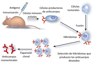 2006 primera terapia con anticuerpos monoclonales aprobada