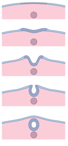 Inducción dorsal: (SEM 3-7) es un periodo en el que se forma el tubo ...
