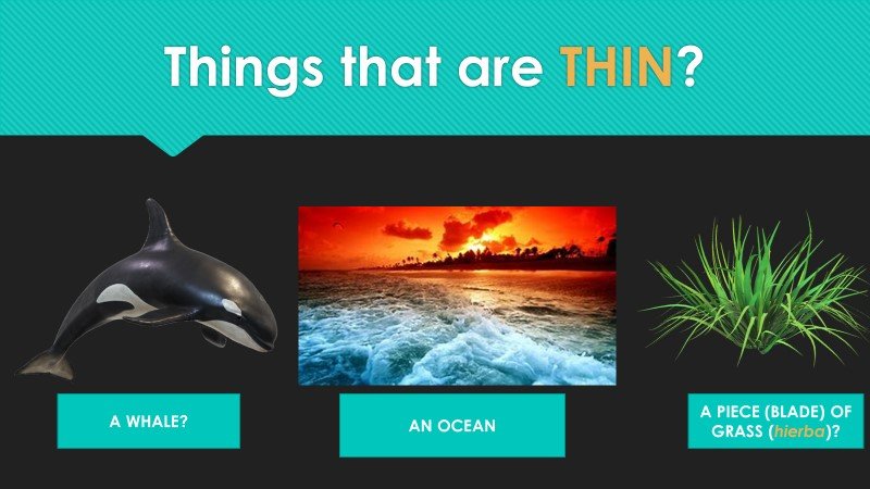 WHICH ONE OF THESE THINGS IS THIN or SKINNY?