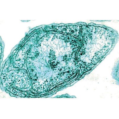 A Nitrosomonas Bacteria.