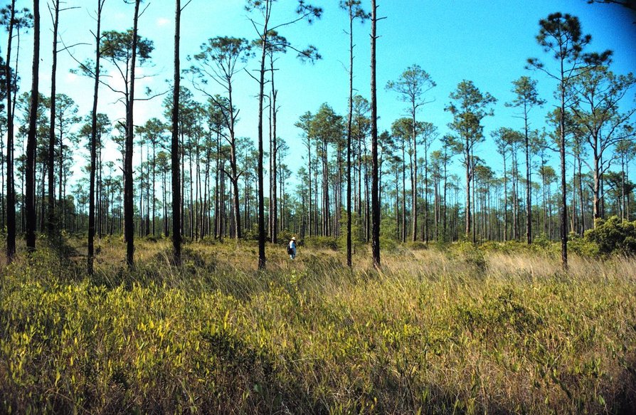The Coastal Plains have savannas which are wild grass prairies.