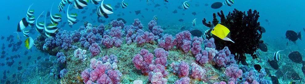 http://www.nationalgeographic.com/environment/oceans/critical-issues ...