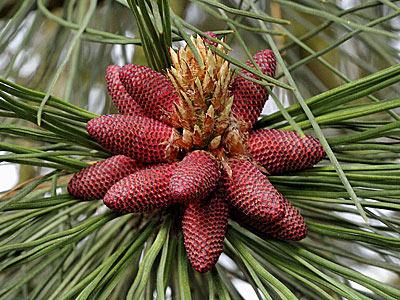 Jurassic Period Plants