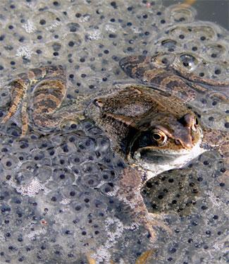 La rana depone le uova nello stagno.