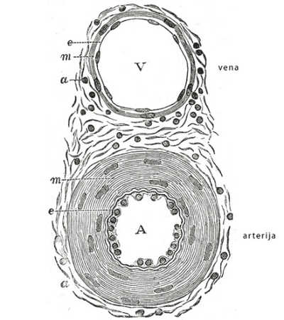 Primerjava vene in arterije
