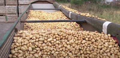 Potatoes that are not acceptable for consumption are called 'out grades ...