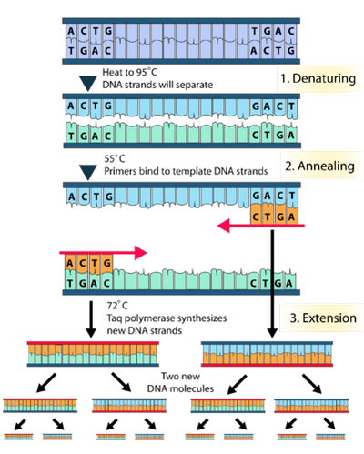 Esquema completo de principales sucesos en un PCR.
