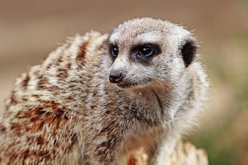 This is what a Meerkat looks like.