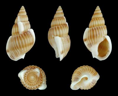 This is an image of nassarius shells. They were what jewelry was ...
