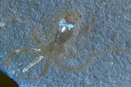 Styletoctopus- 95 MYA