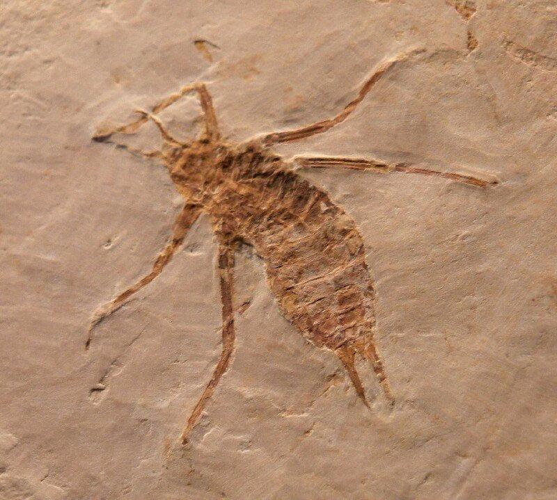 fossilmall.com