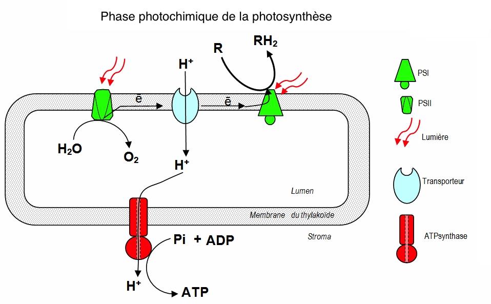 La phase photochimique de la photosynthèse permet de produire des ATP ...