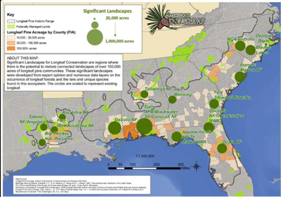 An image showing the Longleaf Pine restoration efforts (The ...