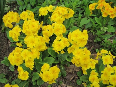 Types of flowers: Primroses