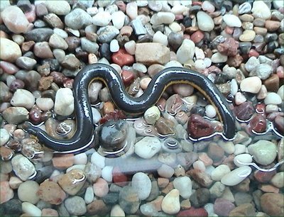 Matosammakko (Apoda/Gymnophiona) kehittyi panssarisammakosta. Jalat ...
