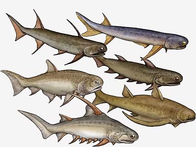 Primeros peces gnatostomados (placodermos): peces con mandíbula.