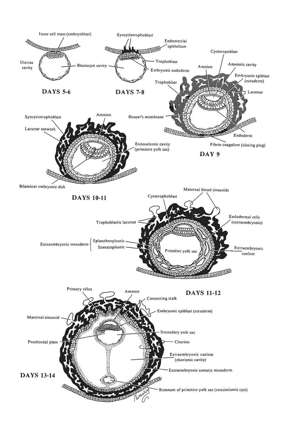 2 weeks: Gastrulation occurs as the blastocyst organizes into an embryo.