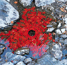 Andy Goldsworthy, Japanese Maple Leaves, Supported by a Woven Briar ...