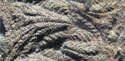 565,000,000 years ago: First known complex organisms live. They are ...