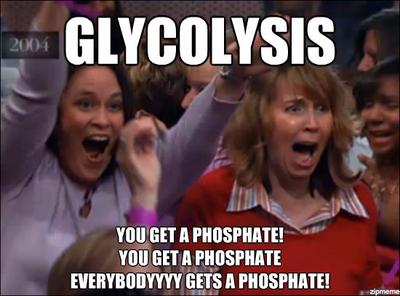 Cellular Respiration meme