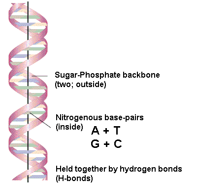 1953- James Watson and Francis Crick: Discovered the double-helix ...