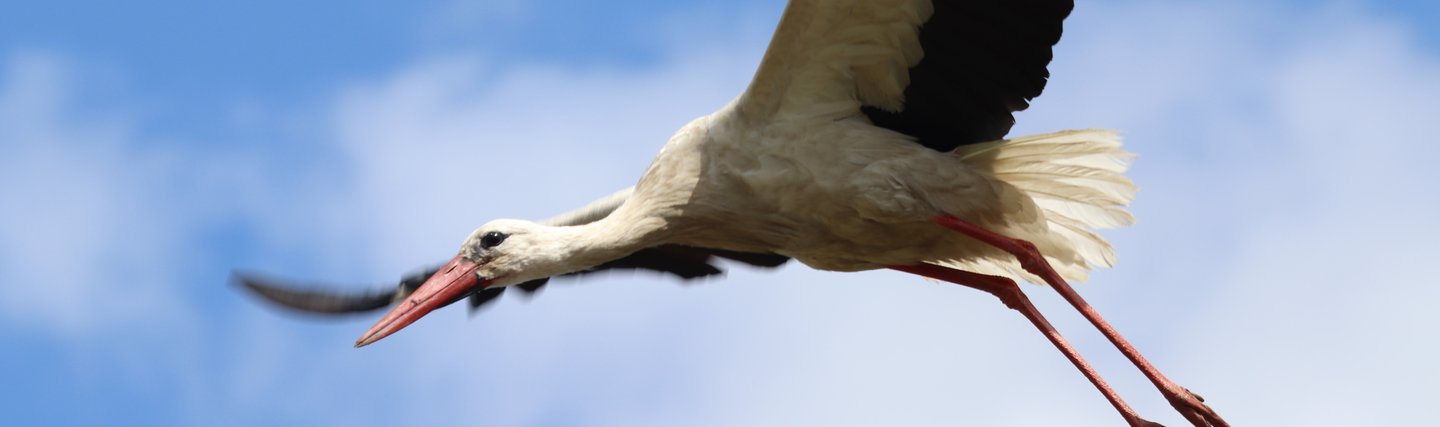 To print the story please do so via the link in the story toolbar.