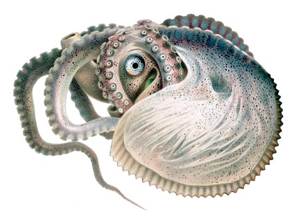 Argonauta Absyrtus- 14 MYA