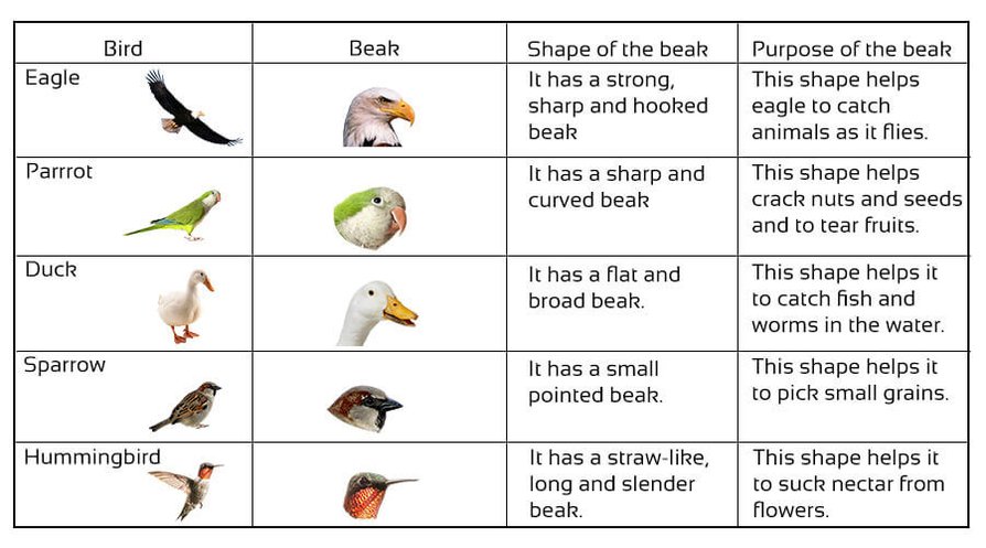 Bird use their beaks to catch and eat food. Different birds have beaks ...