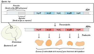 El operón trp está conformado por: