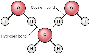 Hydrogen Bonds in water