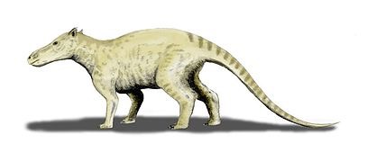 Copy of Evolution of the dolphin | Sutori