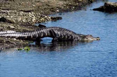 Ch. 13. Over a thousand people were killed trying o cross the Gilo ...