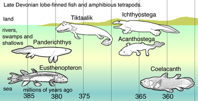 Four-Limbed Vertebrates