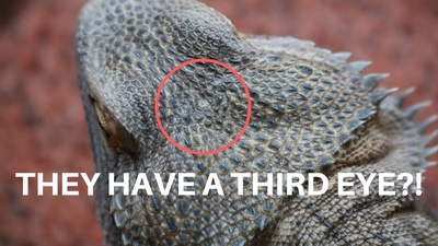 Bearded dragons possess an external parietal eye (3rd eye), which is ...