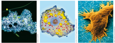 Dopo aver letto le schede relative alle caratteristiche dei microscopi ...