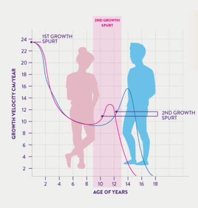 (11-13) Undergo a growth spurt (occurs sooner in girls and more ...
