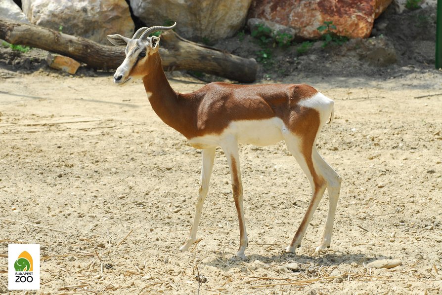 Gazella