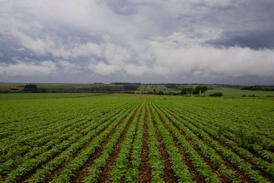 New Jersey Colony Crops