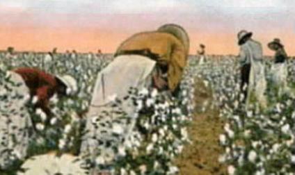 Cotton Kingdom