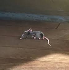 James Lange Theory - Riley finds a dead rat in the corner of their new ...