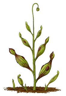 First land plant 470 million years ago: The first land plant apeared ...