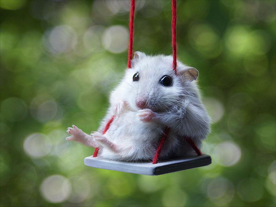 The hamster is the pet around us, so take care of it.